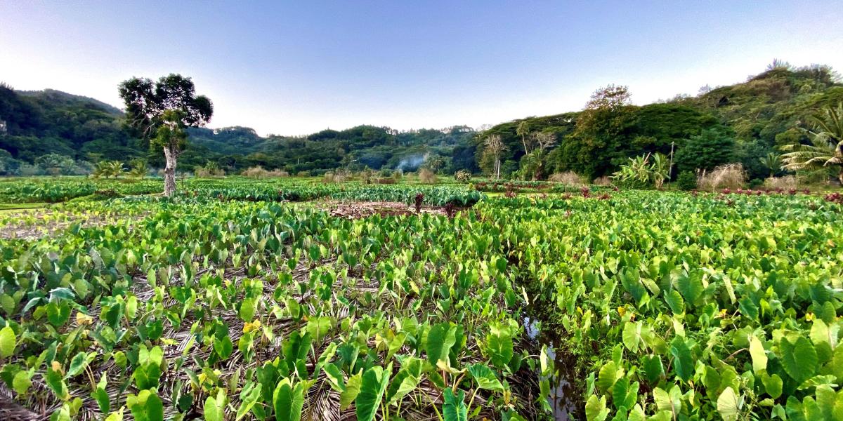 Flâner dans les champs de taro à Rurutu | Tahiti Tourisme – Site ...