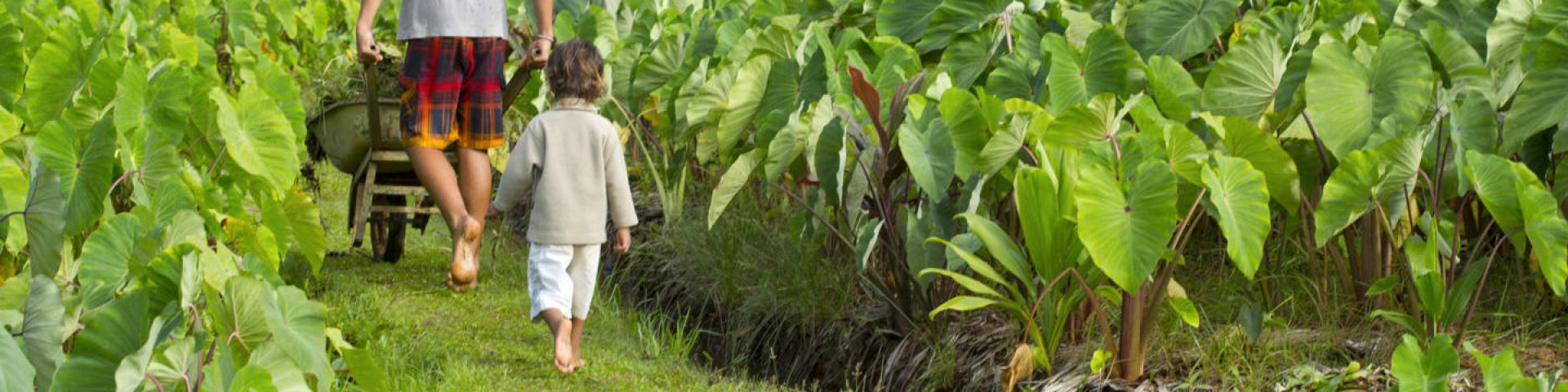 Flâner dans les champs de taro à Rurutu | Tahiti Tourisme – Site ...