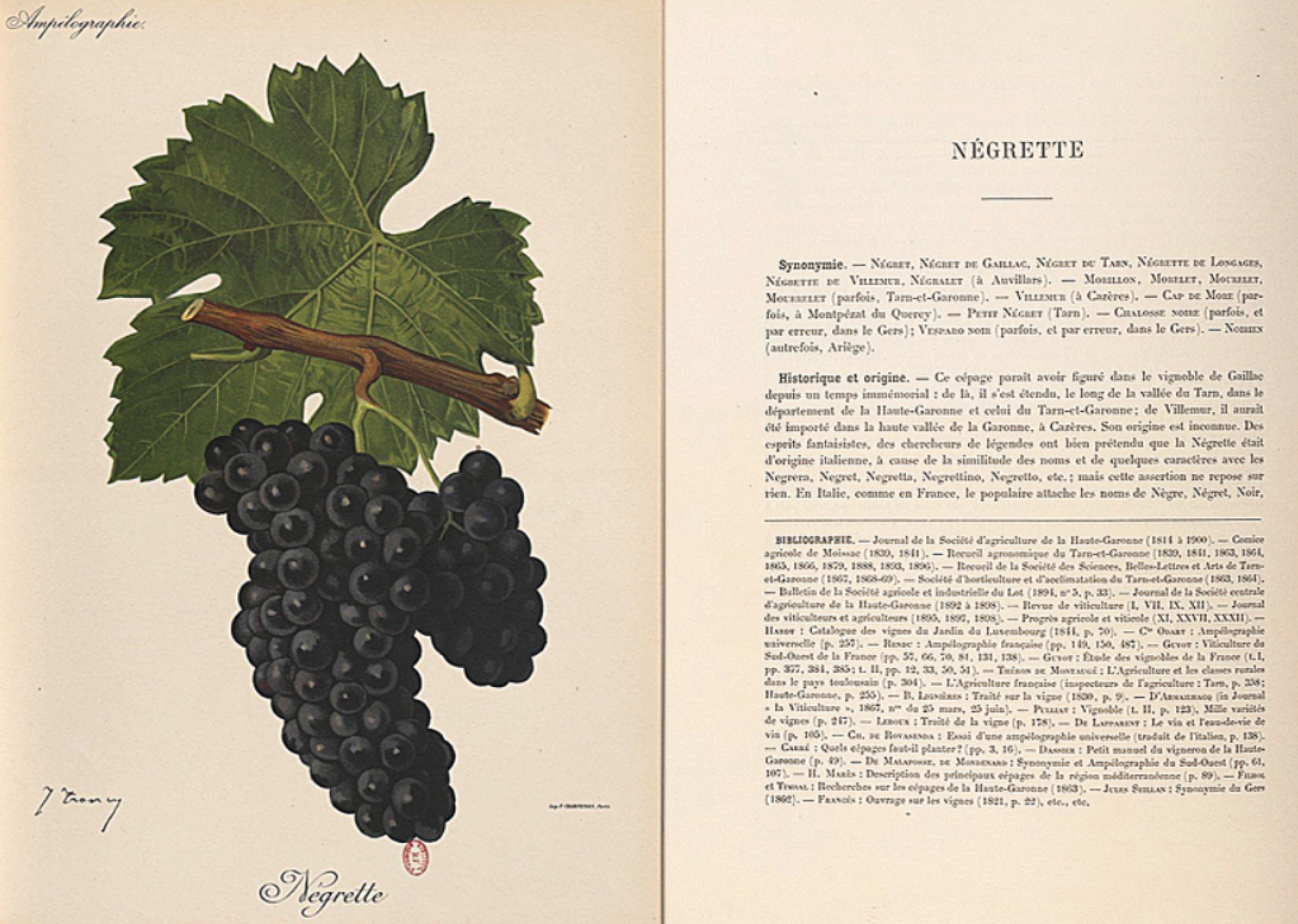 Fronton (AOP) | Site Officiel du Tourisme en Tarn et Garonne