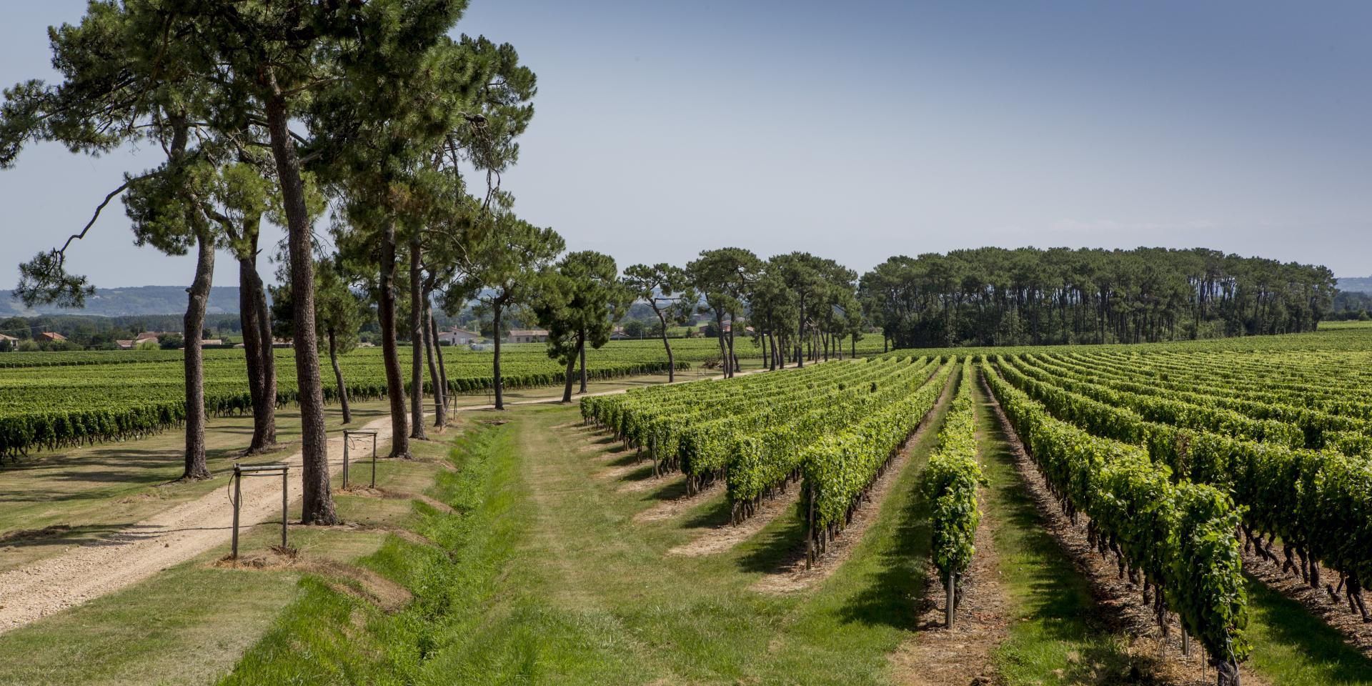 Fronton (AOP) | Site Officiel du Tourisme en Tarn et Garonne