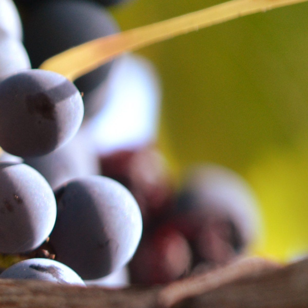 Coteaux et Terrasses de Montauban (IGP Comté Tolosan) | Tarn-et-Garonne ...