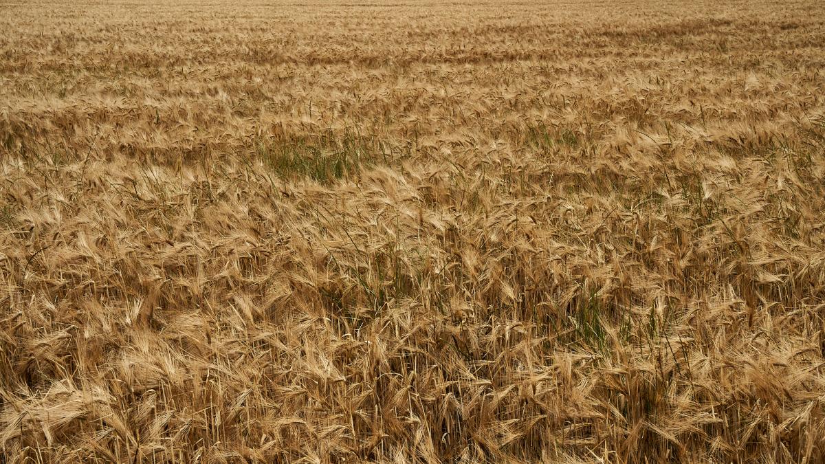 Ferme Collay | Manger Local à Paris Saclay