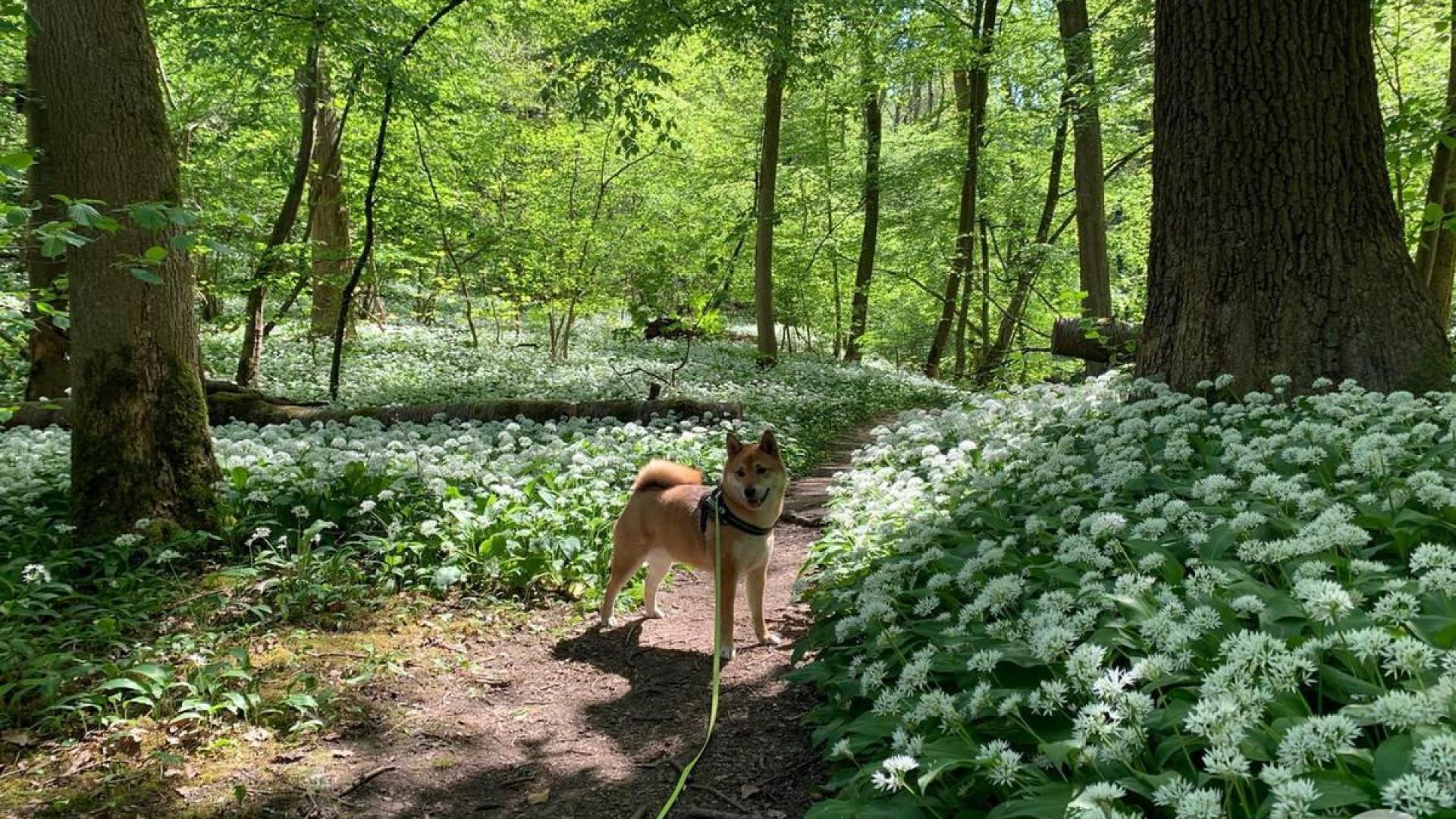 5 balades idéales à réaliser avec son chien | Maison du Tourisme Terres ...