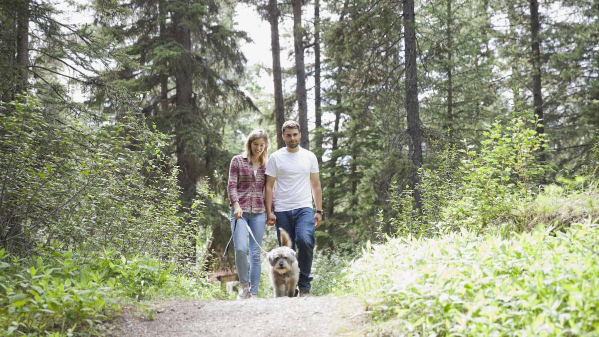 Les plus belles promenades en forêt | Maison du Tourisme Terres-de-Meuse
