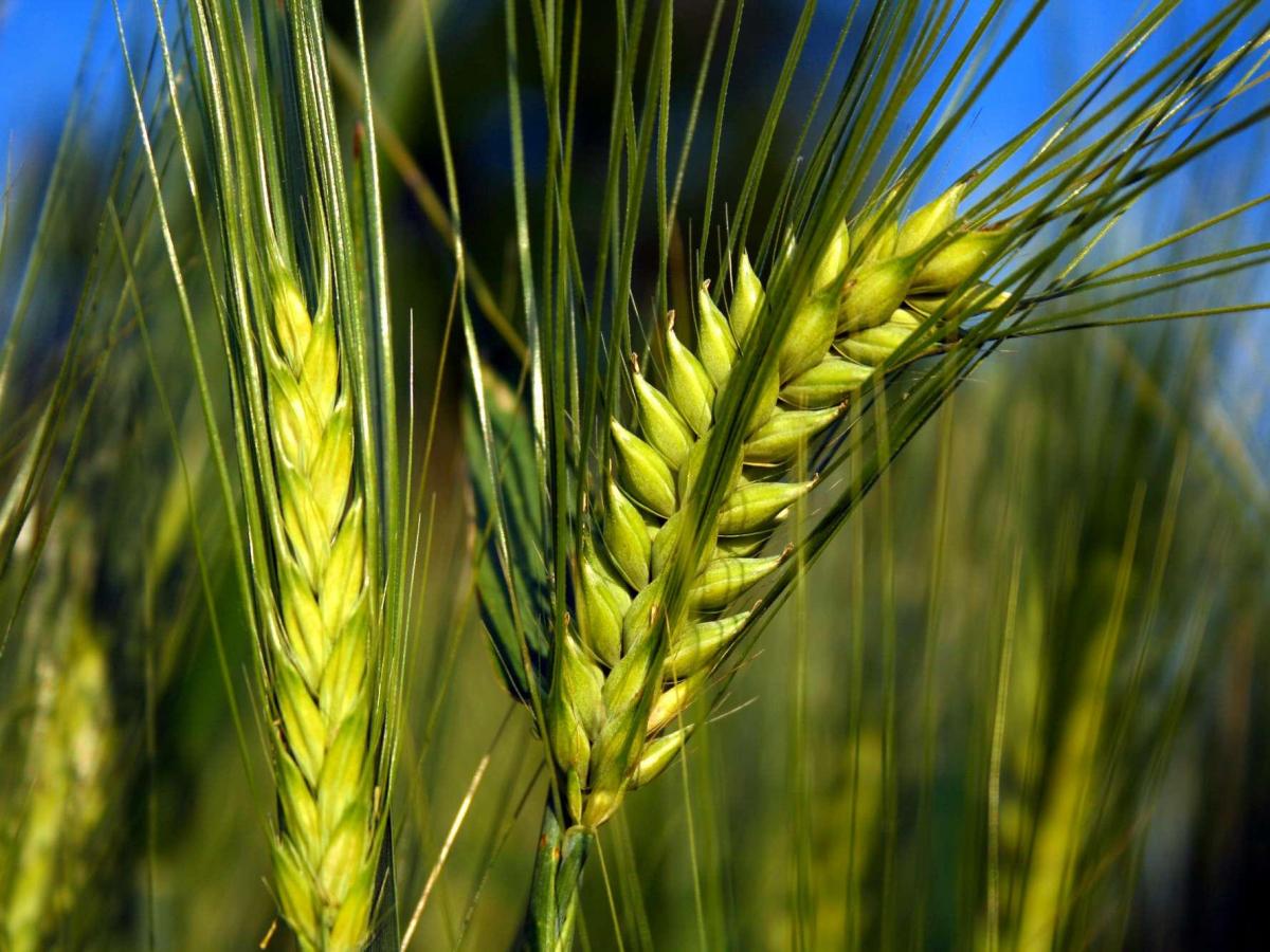 La faune et la flore | Maison du Tourisme Terres-de-Meuse
