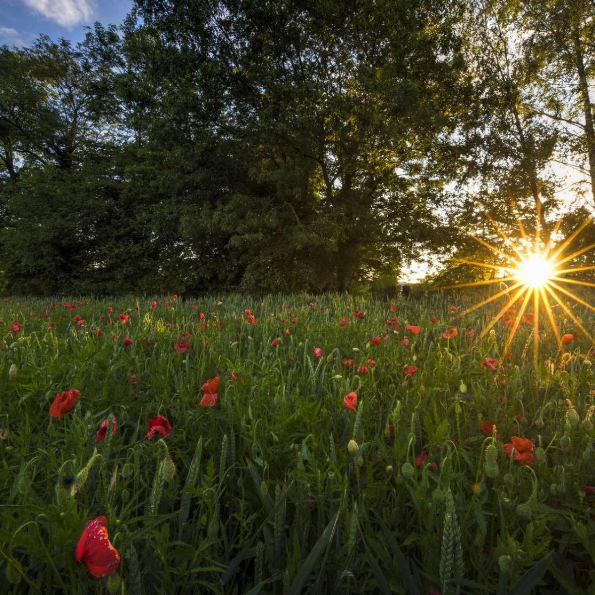 Wanze | Maison du Tourisme Terres-de-Meuse