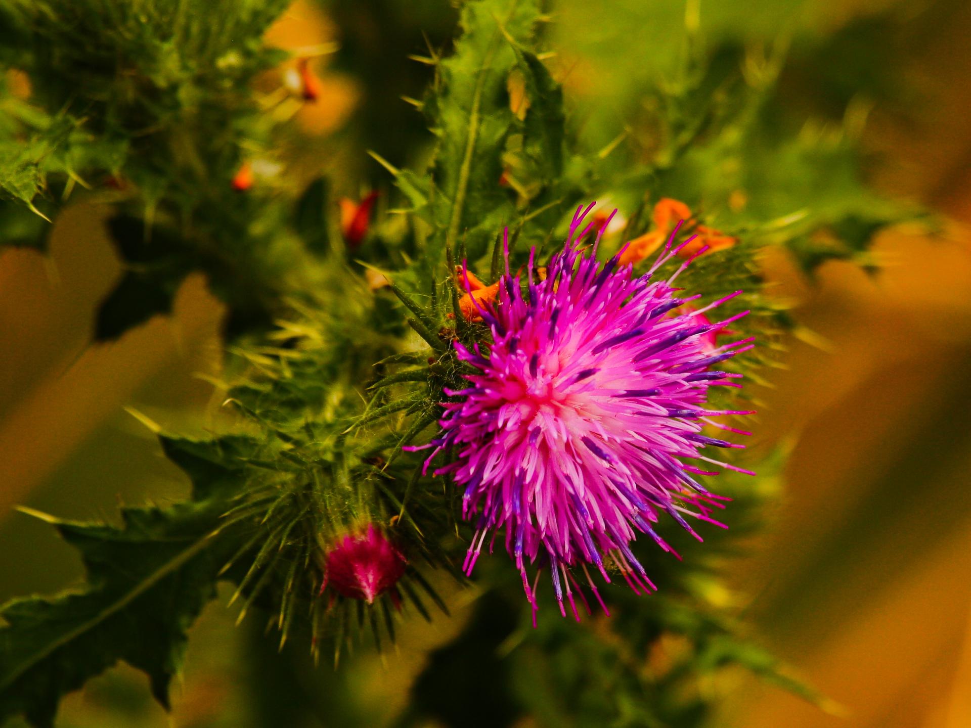 Oreye nature reserve | Terres-de-Meuse Tourist Office