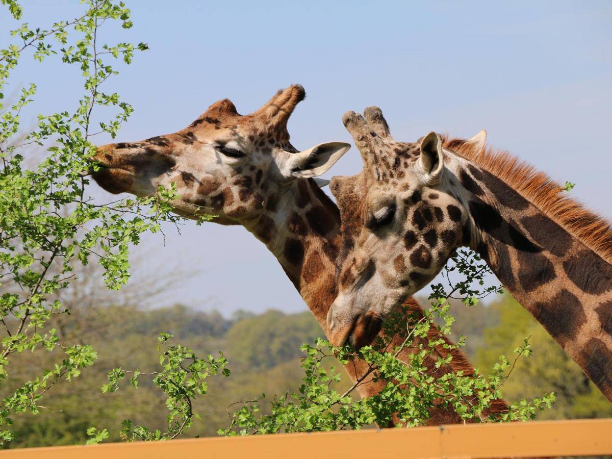 Reynou Zoo Park | Limousin – Nouveaux Horizons