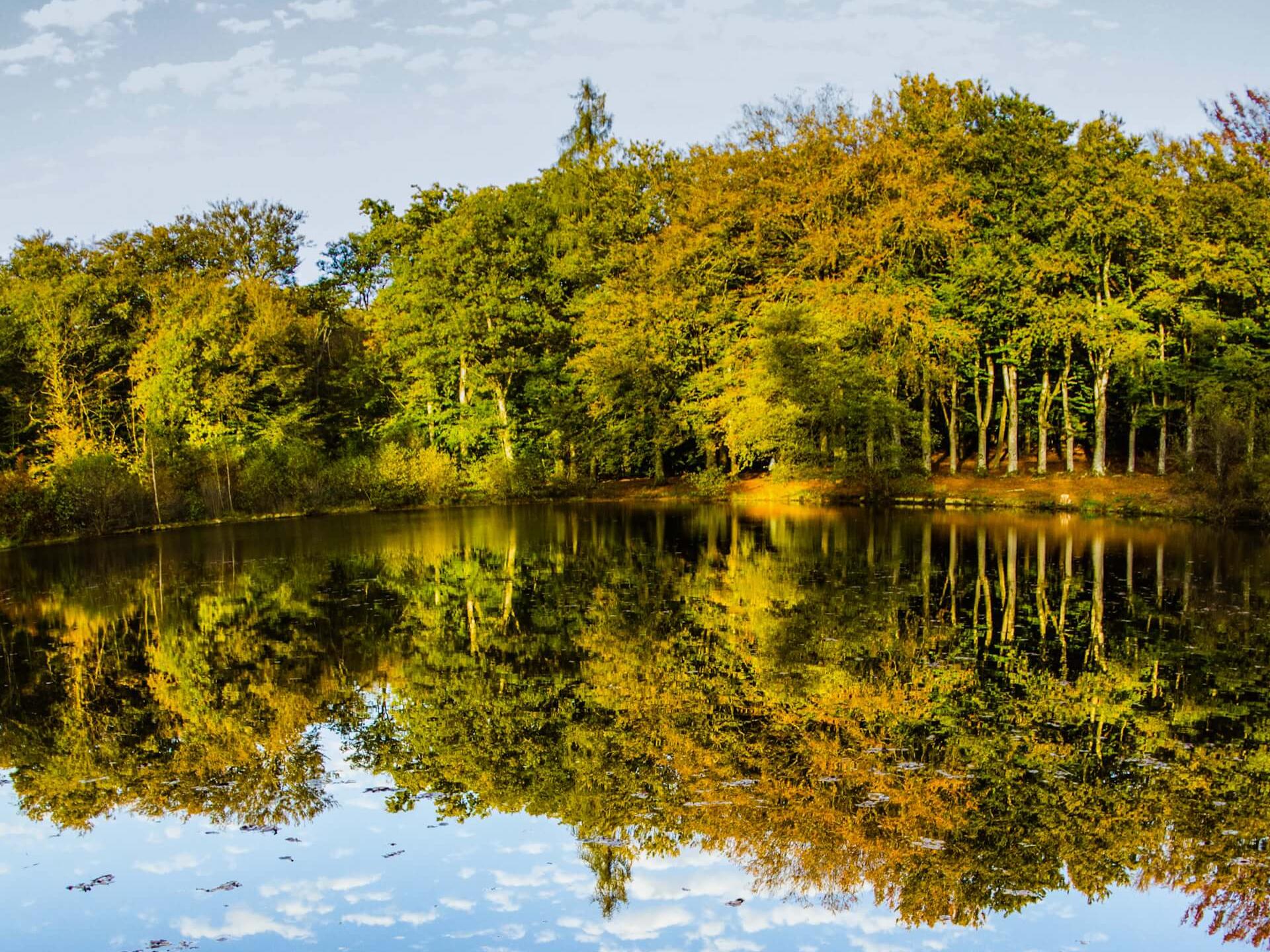 Où se promener dans les bois à moins de 30 minutes de Saint-Léonard de ...
