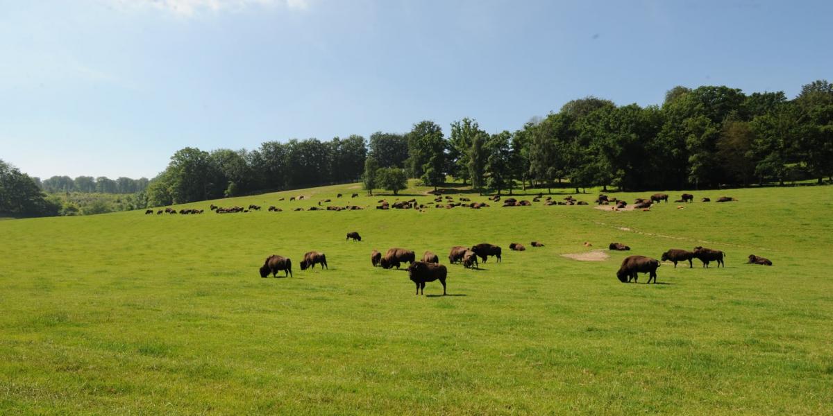 Le Parc canadien de Muchedent | Office de Tourisme Terroir de Caux ...