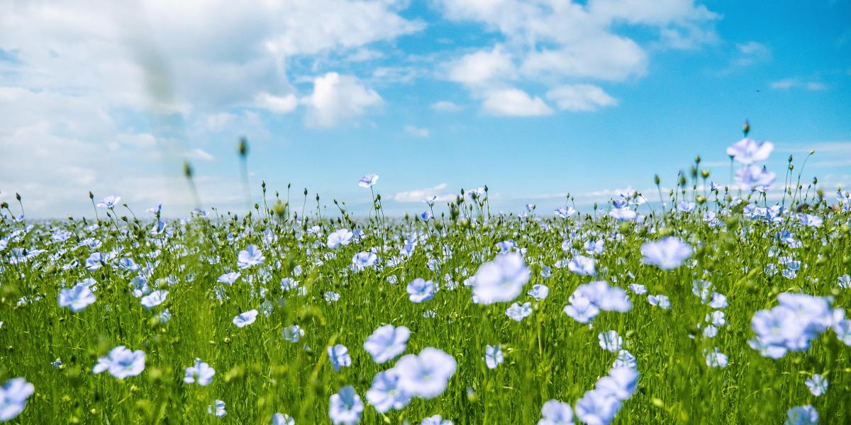 Terre du Lin | Office de Tourisme Terroir de Caux – Normandie à ...