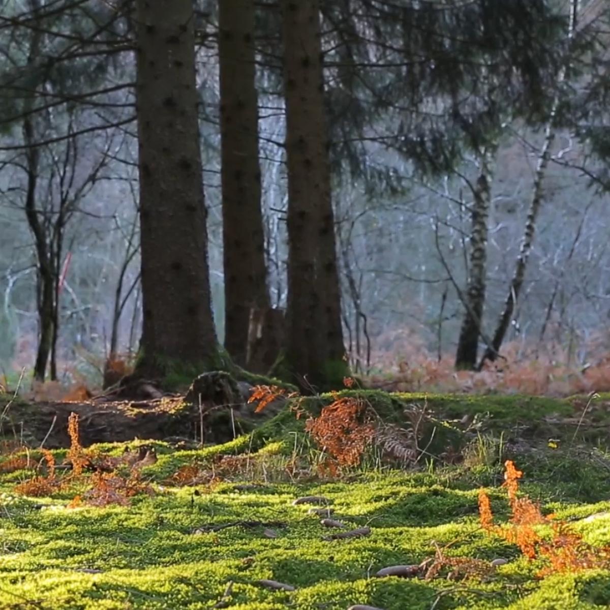 Forêt domaniale de Chabrières | Tourisme Creuse Limousin