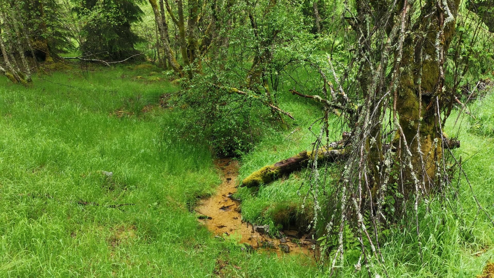 Circuit landes et tourbières de la Mazure | Tourisme Creuse Limousin