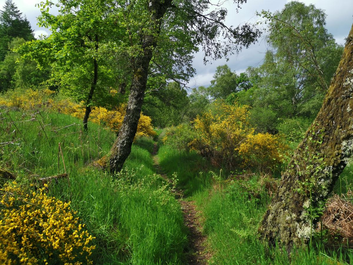 Circuit landes et tourbières de la Mazure | Tourisme Creuse Limousin