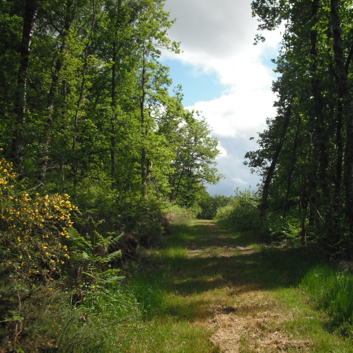 Nature vivifiante | Tourisme Creuse Limousin