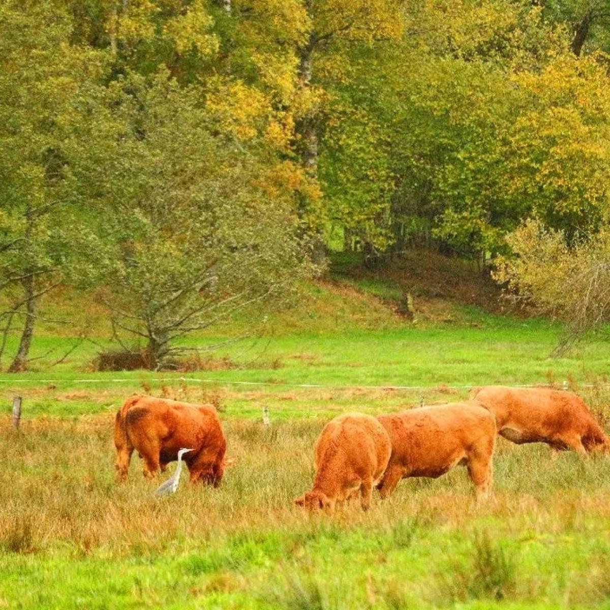 Heritage tours | Tourisme Creuse Limousin