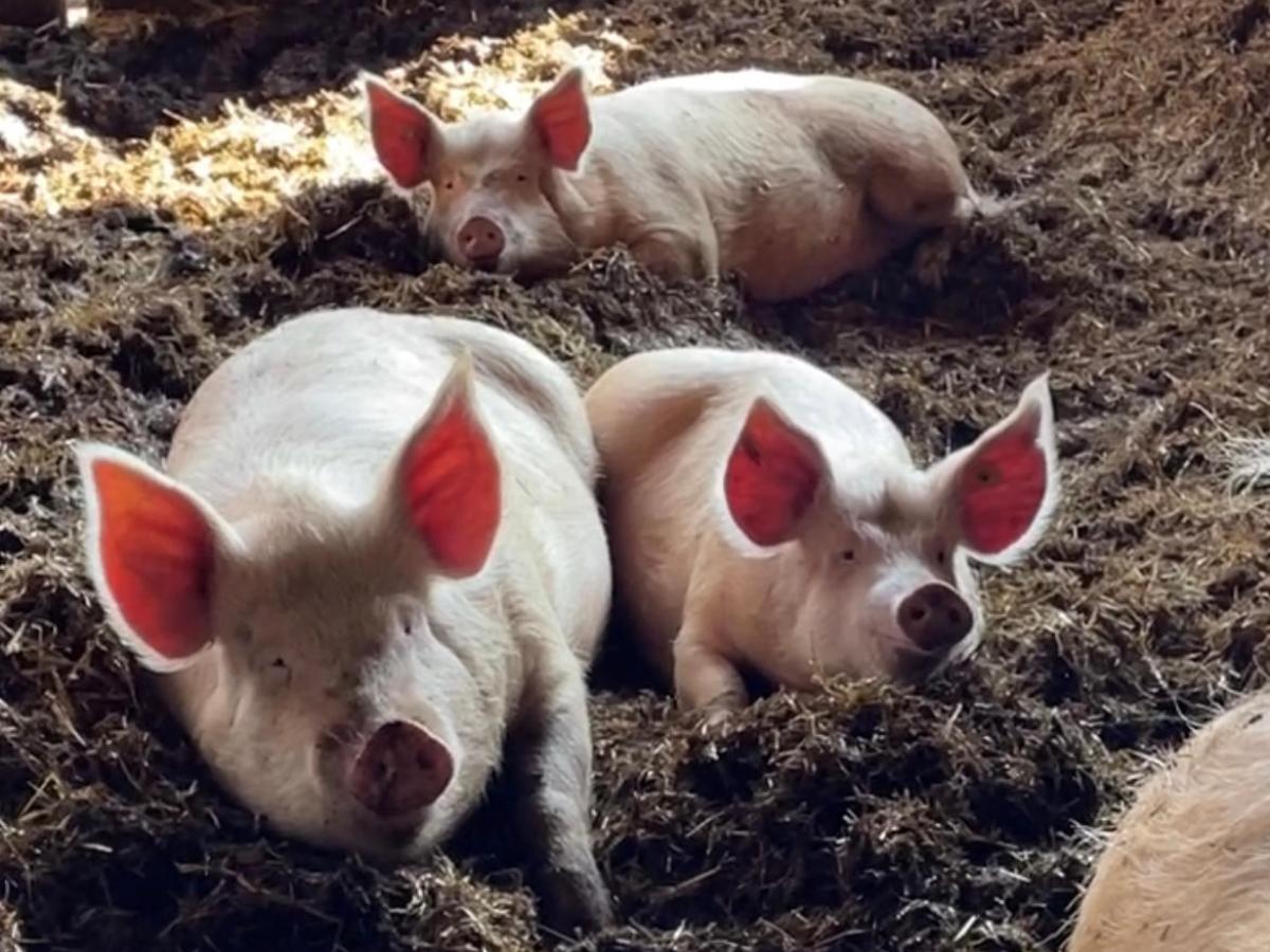 À la découverte des animaux | Tourisme Creuse Limousin