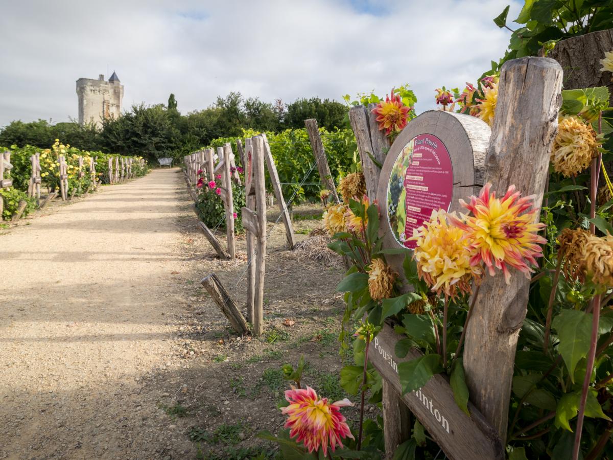 Les Treilles de la Reine Blanche | Office de Tourisme du Pays Loudunais