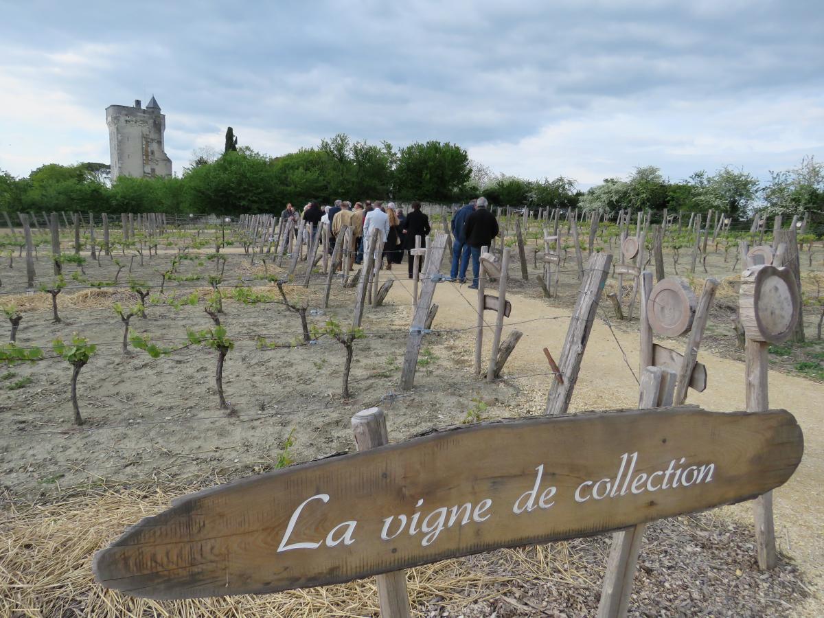 Les Treilles de la Reine Blanche | Office de Tourisme du Pays Loudunais