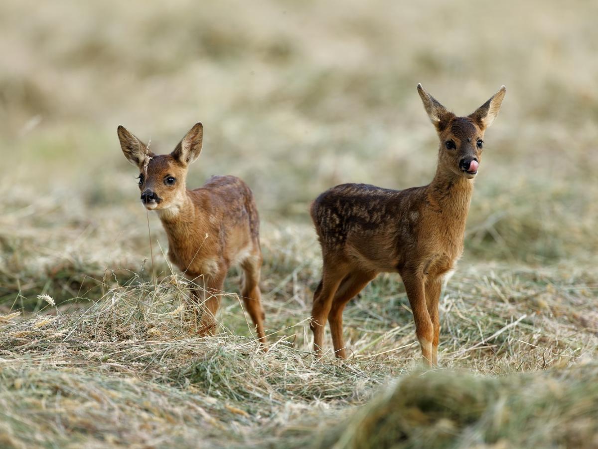 Découvrir la Faune et la Flore des ENS | Portail du tourisme du ...