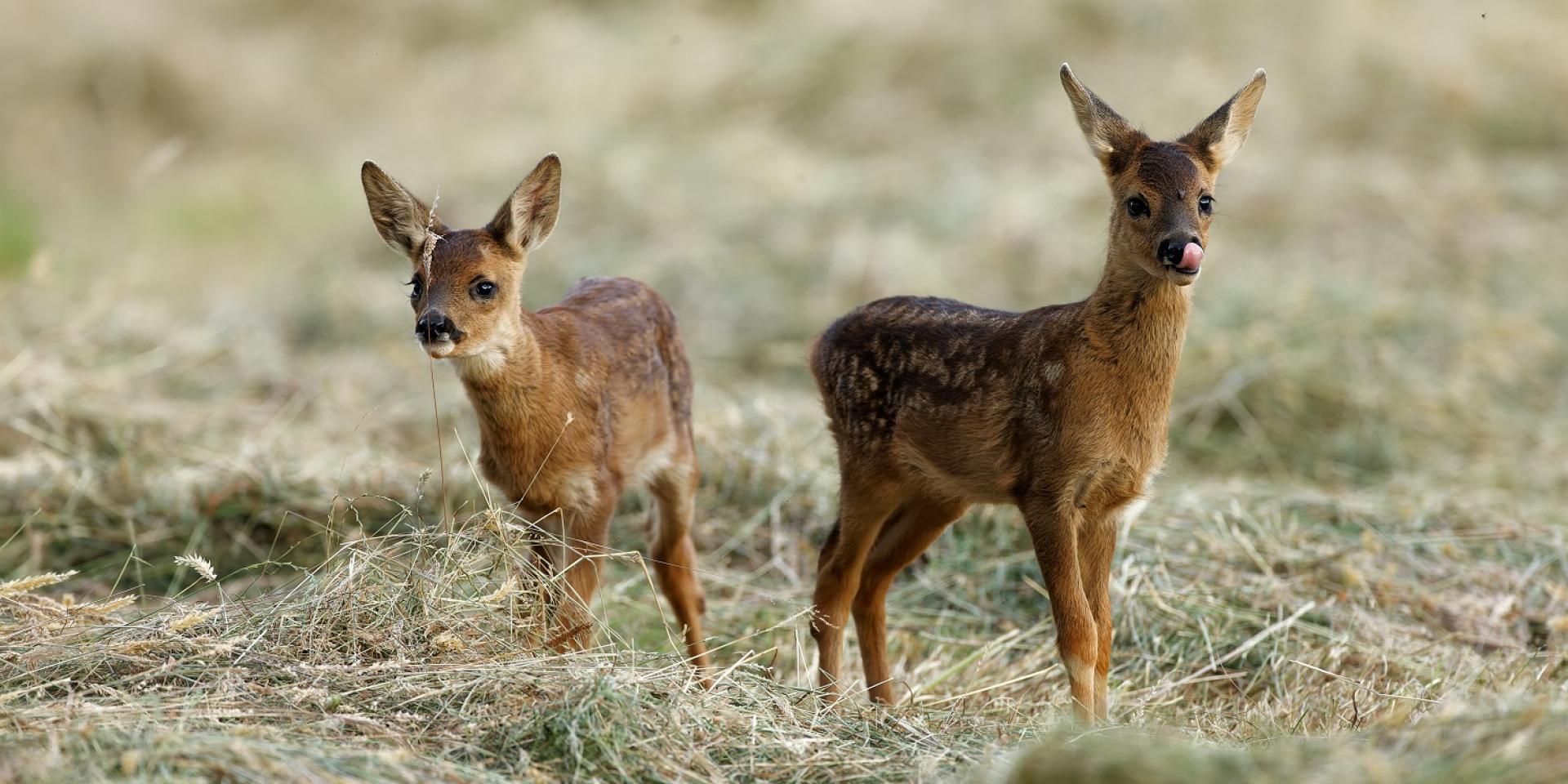 Where to splash around | Tourism portal of the department – La Mayenne