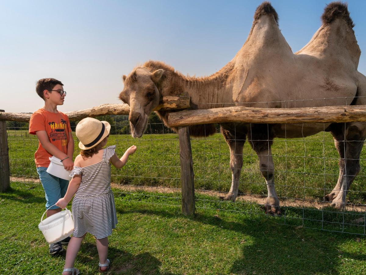 Immersion on a farm | Tourism portal of the department – La Mayenne