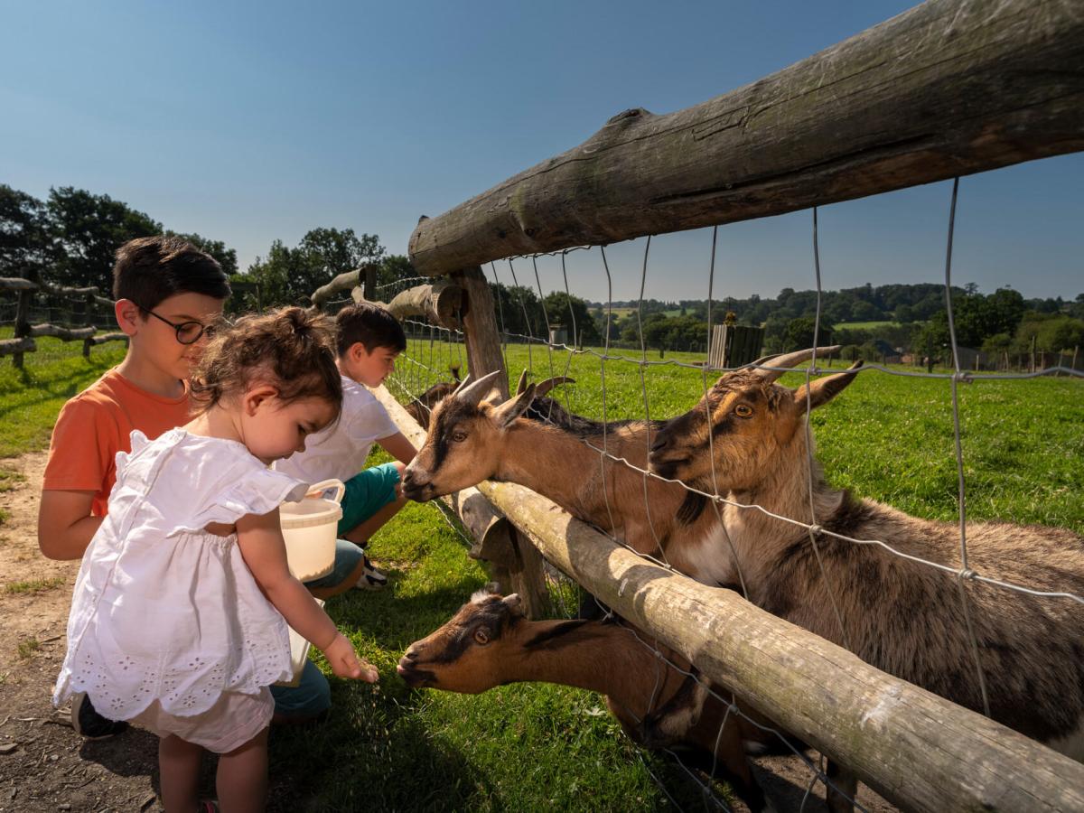 Immersion on a farm | Tourism portal of the department – La Mayenne