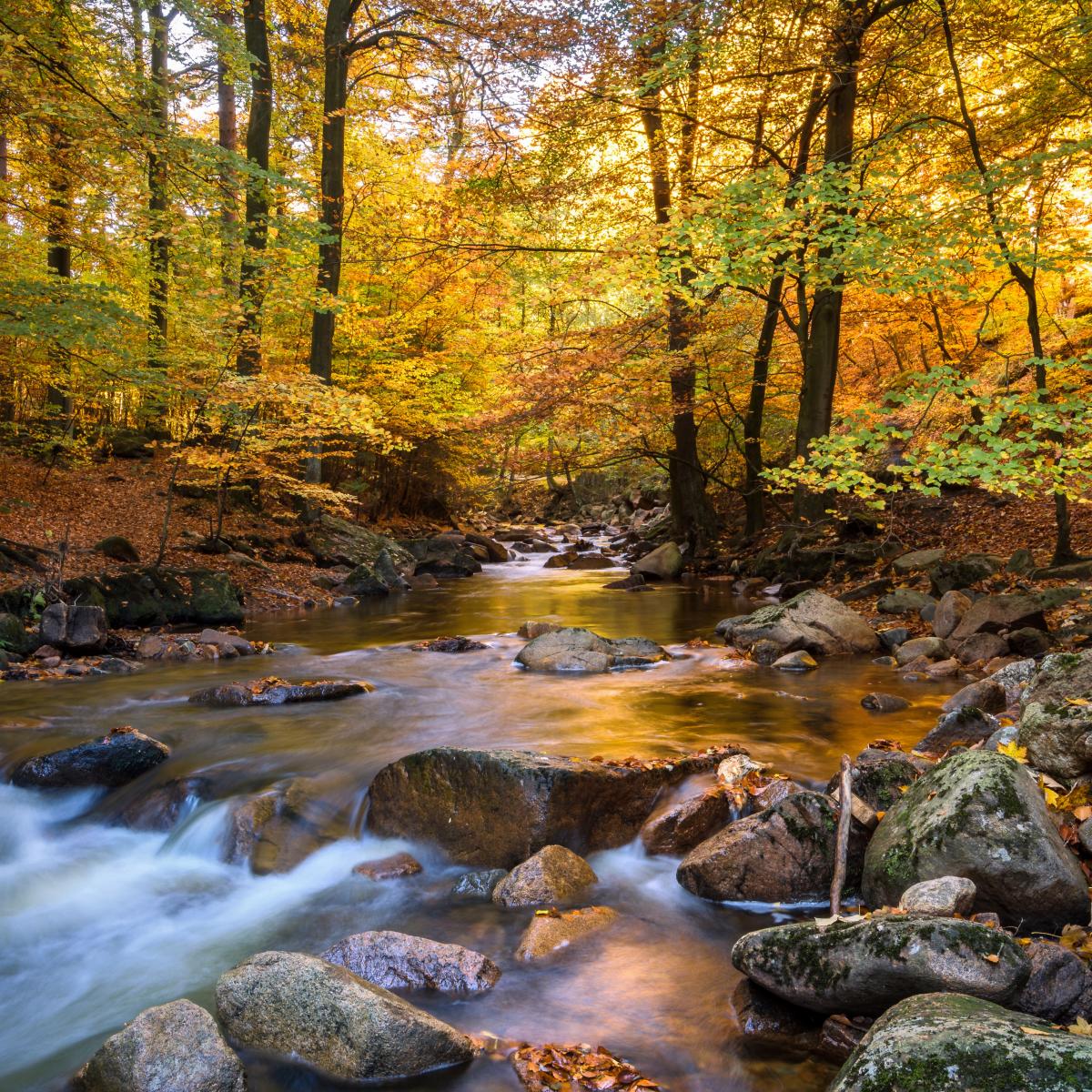 Bien être en forêt | Office de tourisme de Mirecourt et ses environs