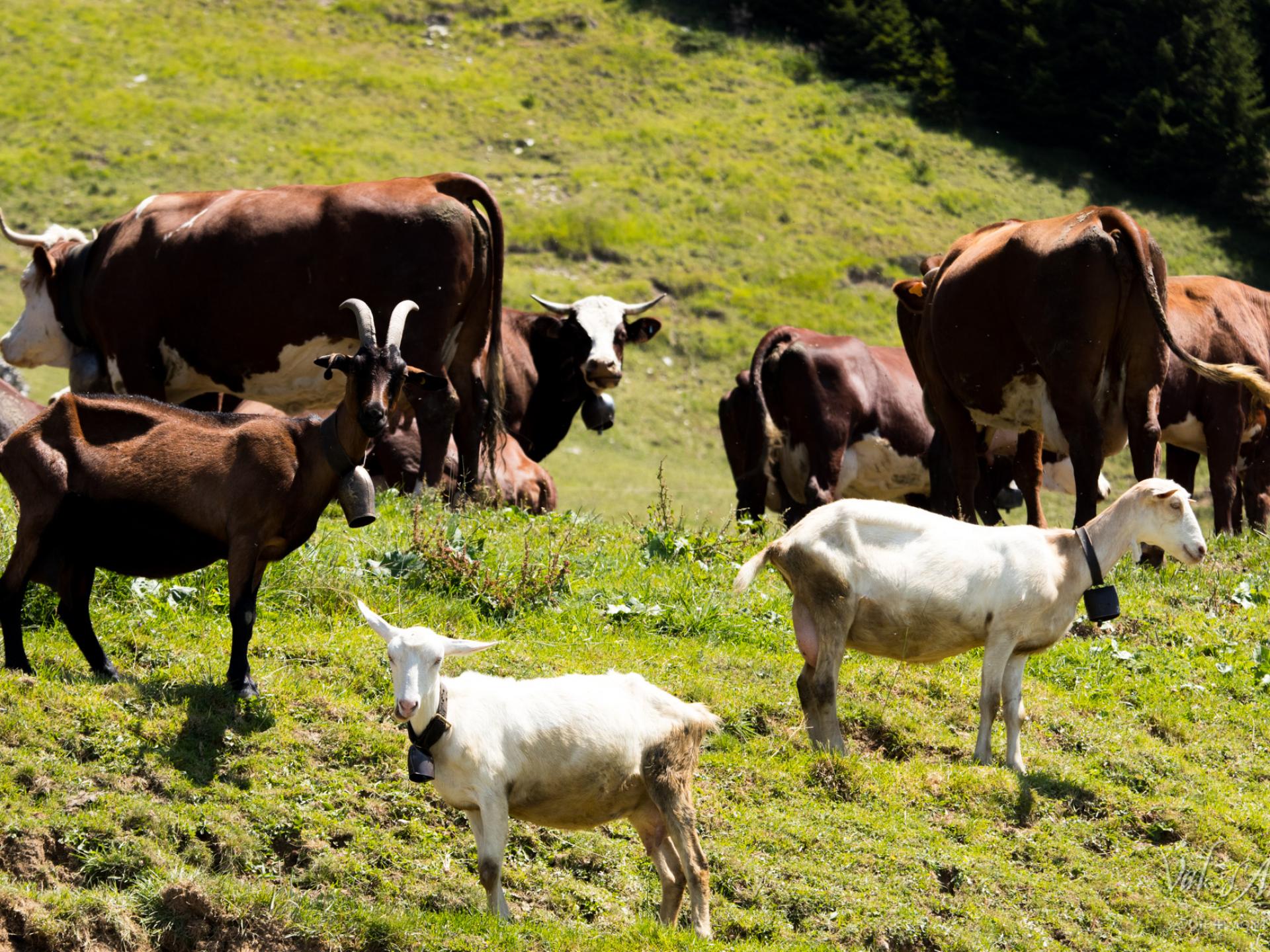 Ferme au Bonheur des Fromages | Val d'Arly Mont Blanc – 4 family ...