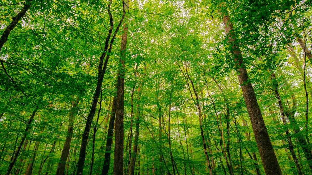 Majestueuse Forêt de Tronçais | Montluçon Tourisme