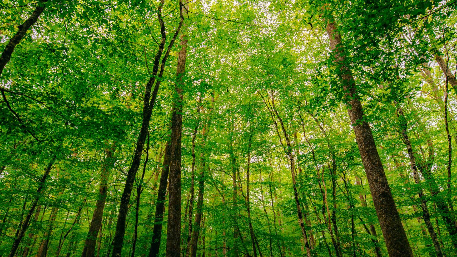 Majestueuse Forêt de Tronçais | Montluçon Tourisme