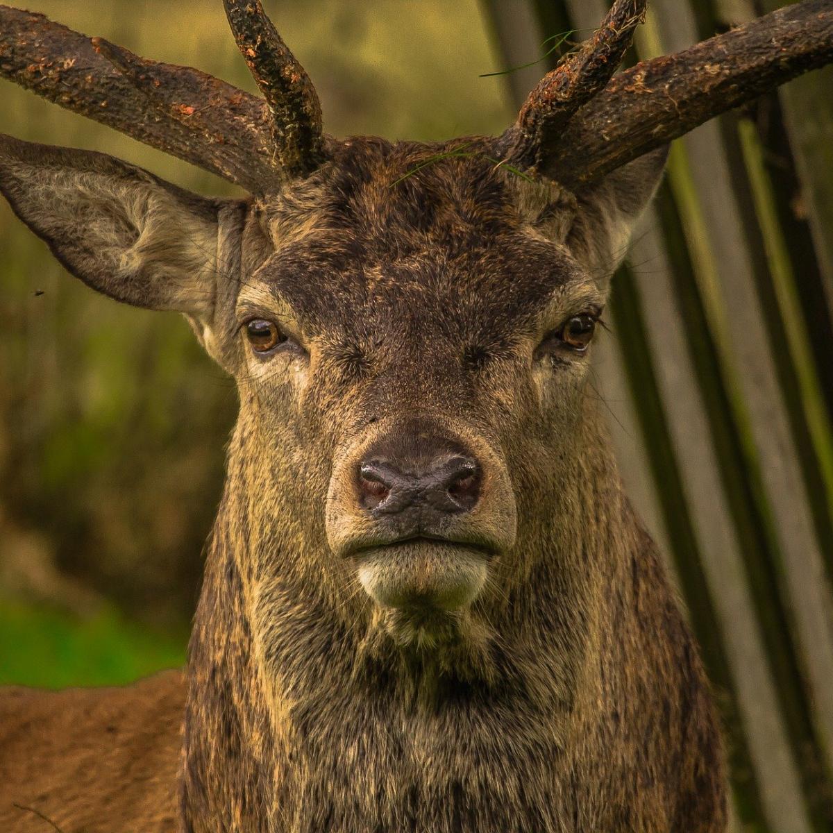 Majestueuse Forêt de Tronçais | Montluçon Tourisme
