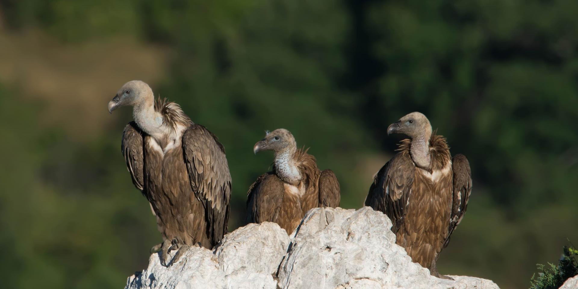 Les vautours | Verdon Tourisme