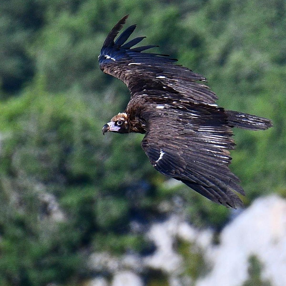 Verdon Tourisme