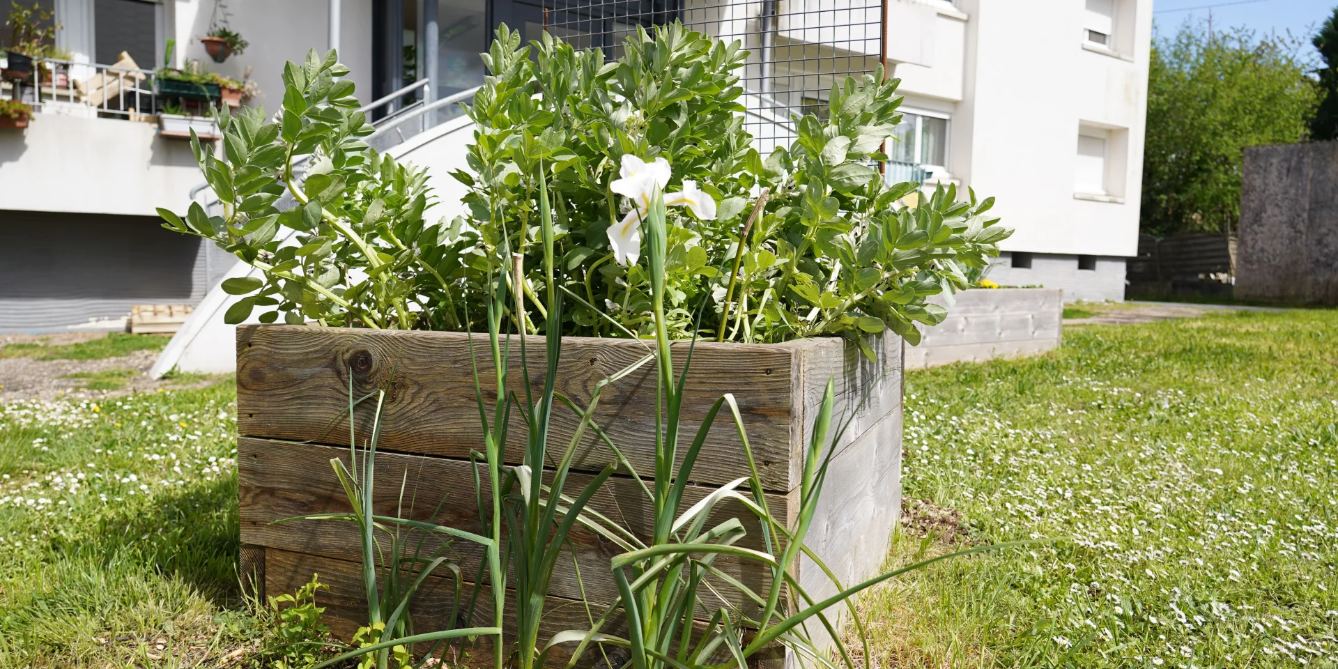 Permis de Végétaliser | Ville de Saintes